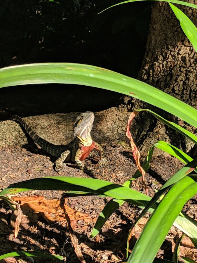 Redchested Lizard stock photo. Image of sunbathing, lizard - 151866862
