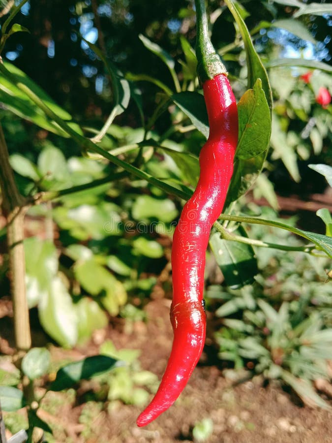 Redchilli stock image. Image of fruit, redchilli, herb - 222824849