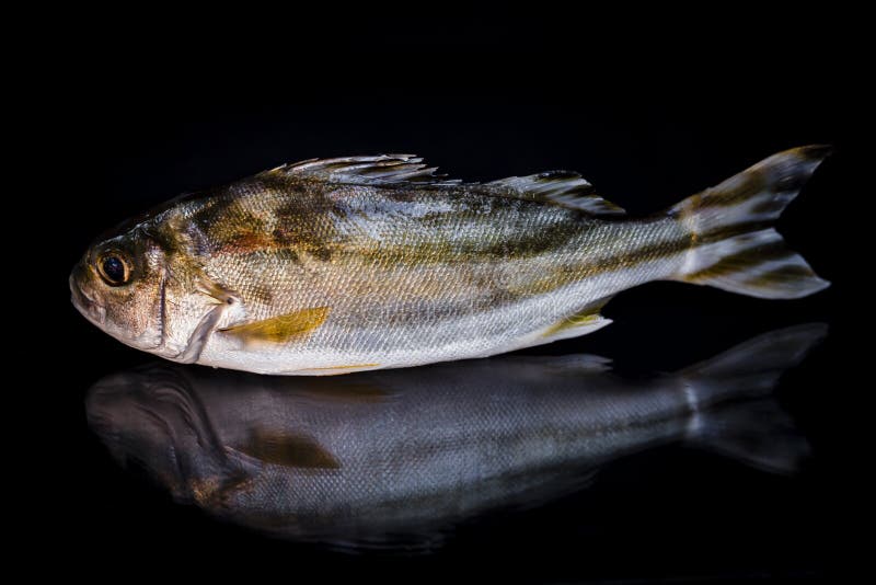 Redcoat Squirrelfish Sargocentron Rubrum. Stock Image - Image of coral ...
