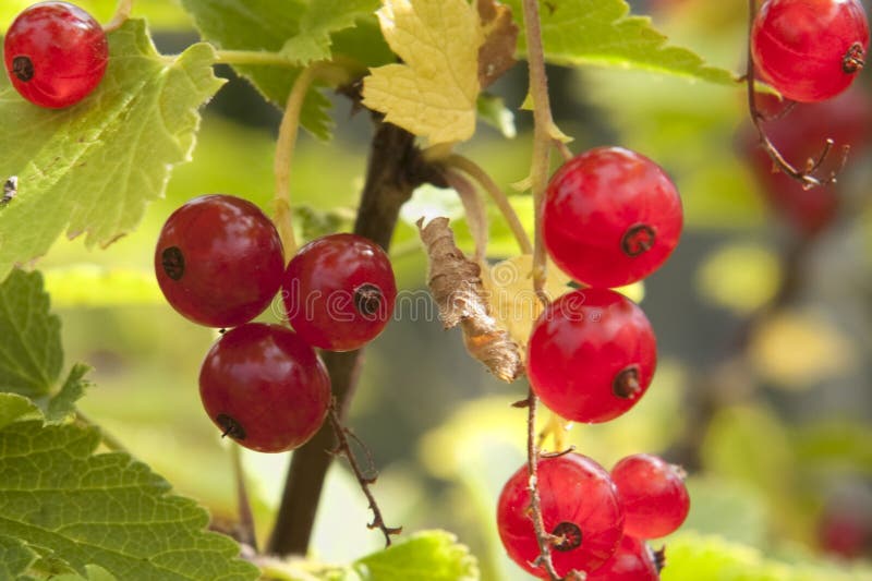 Redcurrant stock image. Image of agrecultural, summer - 10383265