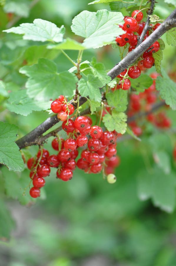 Redcurrant foto de stock. Imagem de macro, sobremesa - 117456346