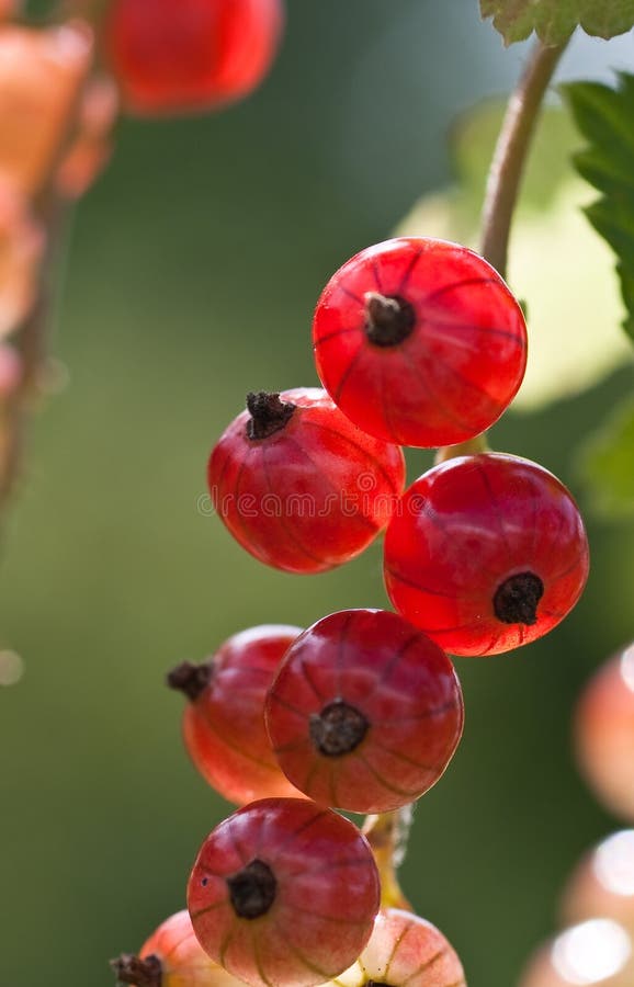 Redcurrant stock photo. Image of freshness, vitamins - 14994756