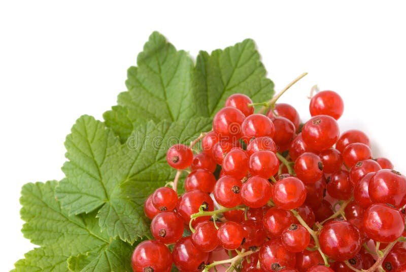 Redcurrant stock photo. Image of closeup, healthy, ripe - 20178232