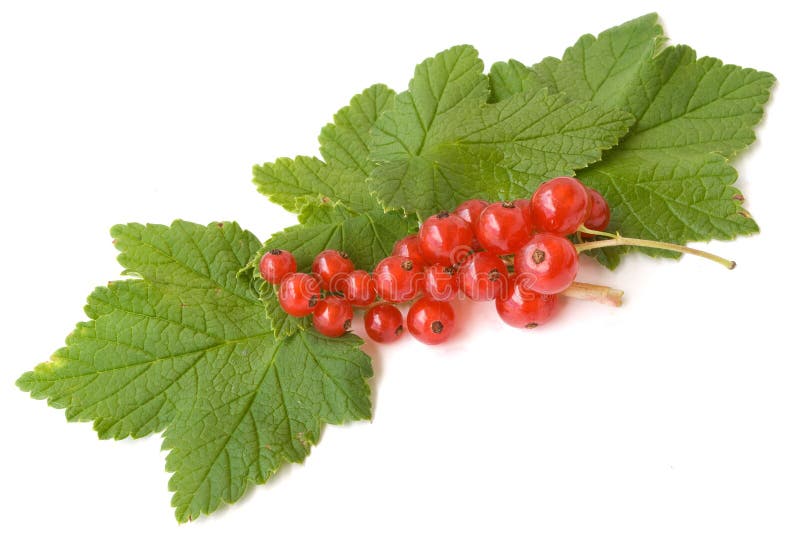Redcurrant stock image. Image of cluster, fruit, fresh - 20312669