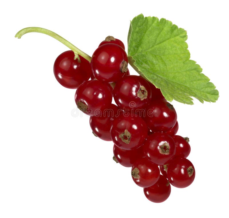 Redcurrant stock photo. Image of berries, fruits, food - 16632492