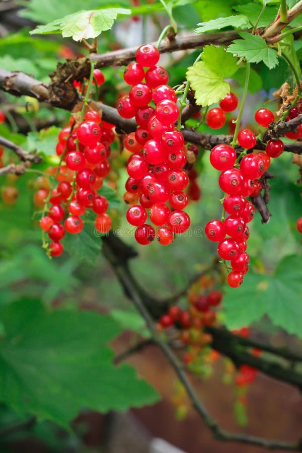 Redcurrant stock image. Image of food, garden, dessert - 25605115