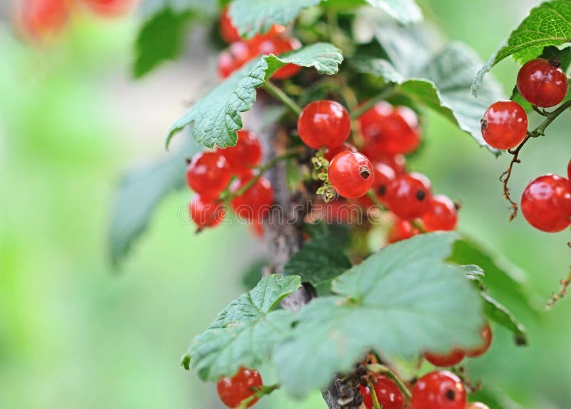 Redcurrant stock photo. Image of currant, summer, berry - 25993676