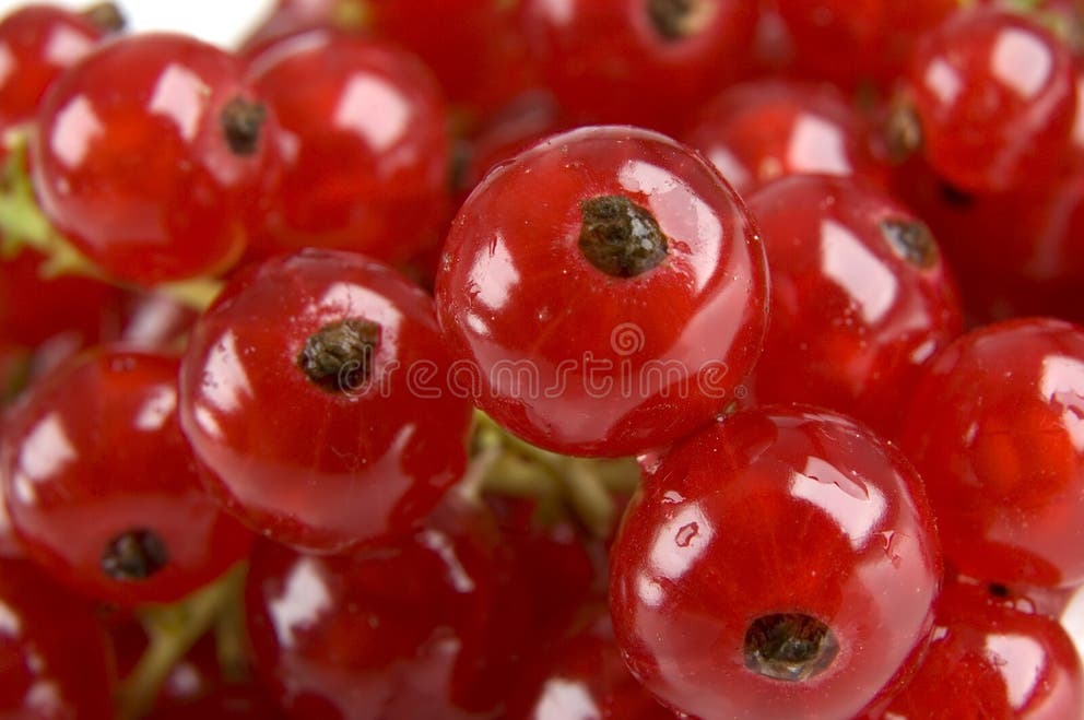 Redcurrant stock photo. Image of fruit, deciduous, diet - 2606000