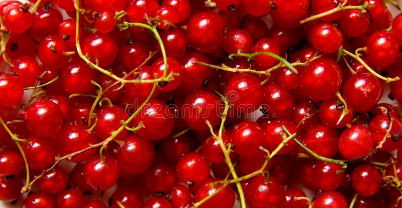 Redcurrant stock photo. Image of vegetarian, snack, currant - 5651192