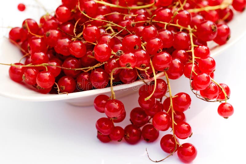 Redcurrant stock photo. Image of fruit, dish, seasonal - 5892588