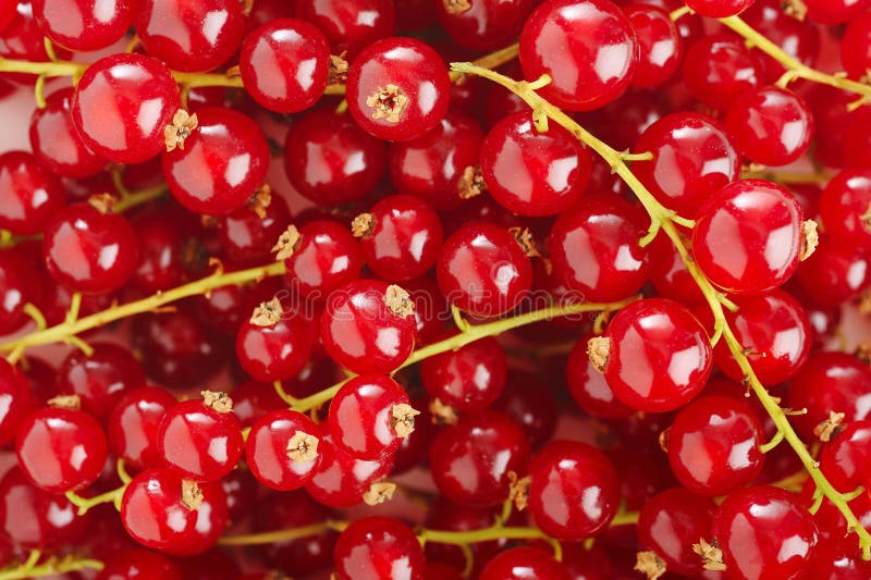 Redcurrant background stock photo. Image of fresh, food - 45515400