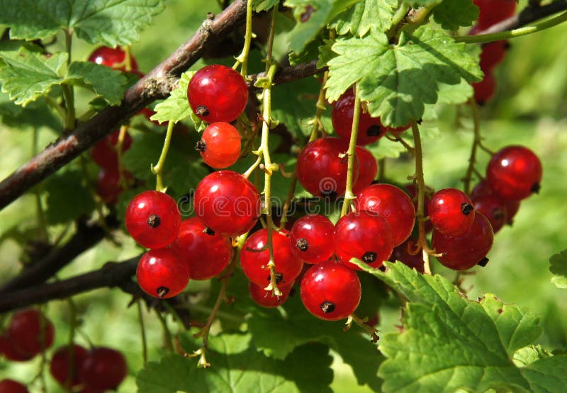 Redcurrant berry bunch stock photo. Image of shiny, fruity - 73289018