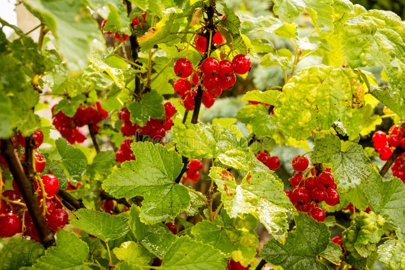 Redcurrant Branch - Ribes Rubrum Stock Image - Image of leaf, plant ...