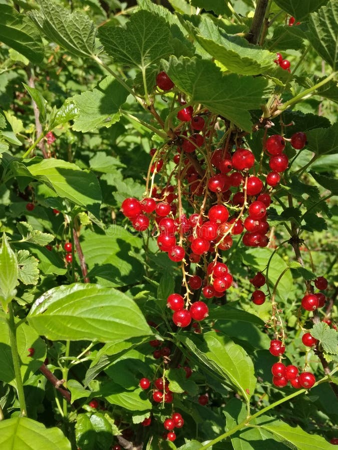 Redcurrant bush stock photo. Image of redcurrants, eatable - 95566938