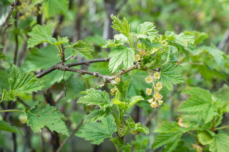 Redcurrant Flower and Leaves Stock Image - Image of redcurrant, garden ...