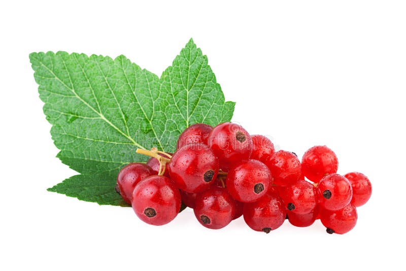 Redcurrant isolated stock photo. Image of backdrop, sweet - 14072190