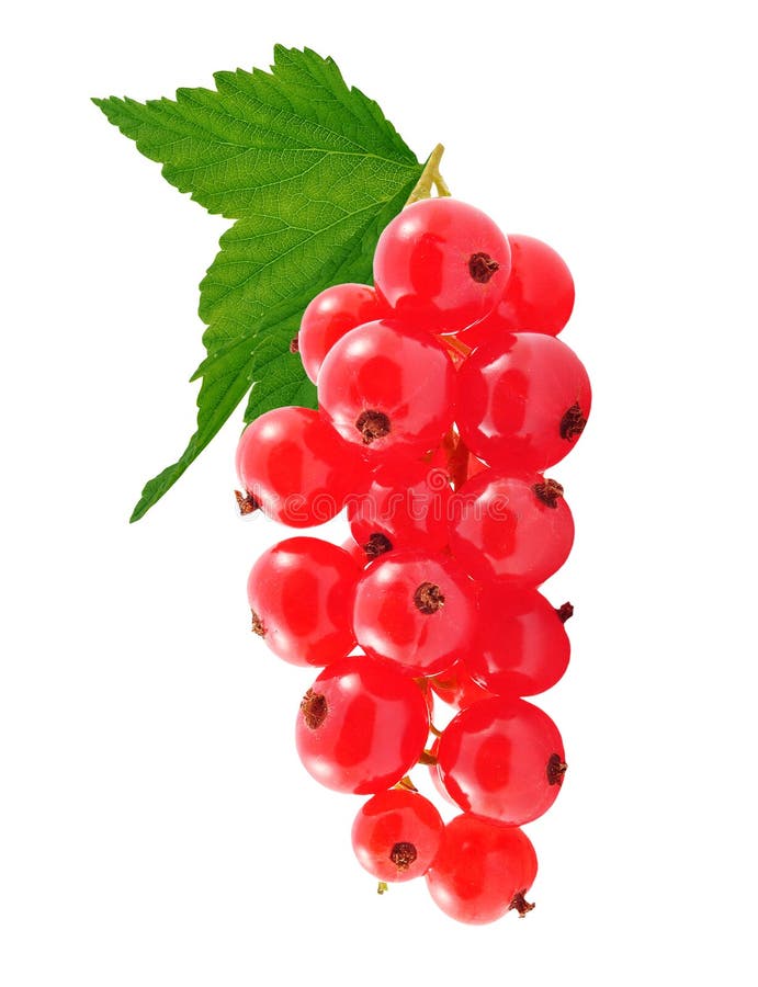 Redcurrant stock photo. Image of fruit, food, green, fresh - 67517412