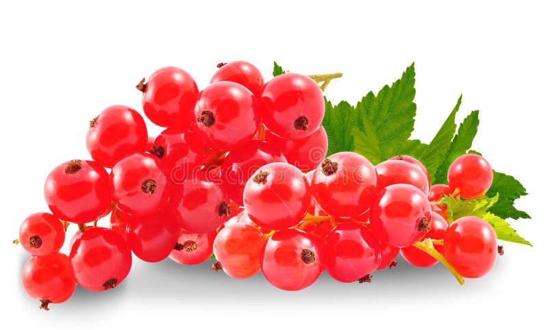 Redcurrant stock photo. Image of fruit, food, green, fresh - 67517412