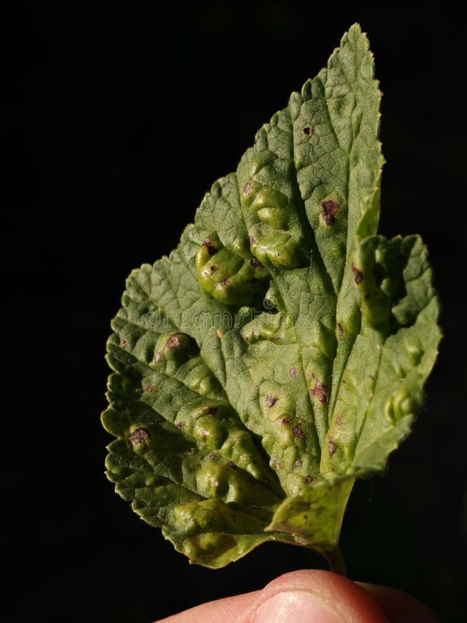 Redcurrant or Ribes Rubrum Berries Growing on Warm Sunny Day Stock ...