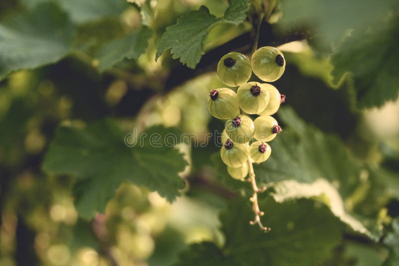 Redcurrant or Ribes Rubrum Berries Growing on Warm Sunny Day Stock ...