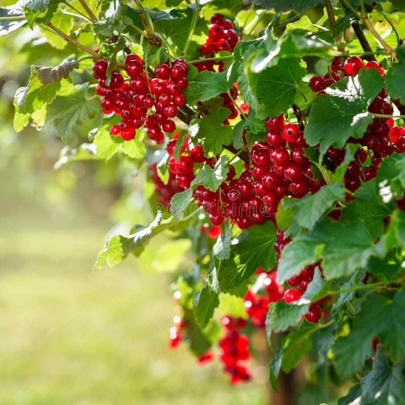 Redcurrants Bush in the Garden Stock Image - Image of redcurrant ...