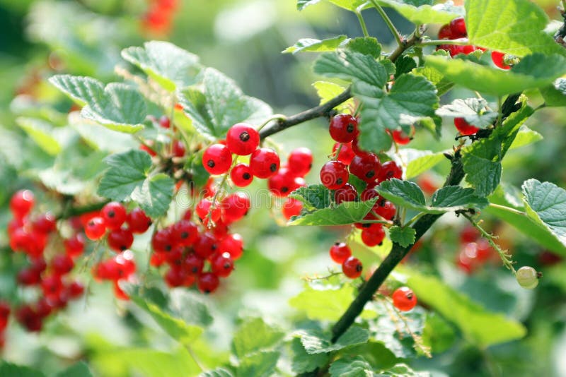 Red currant bush stock image. Image of nature, fruits - 20572231
