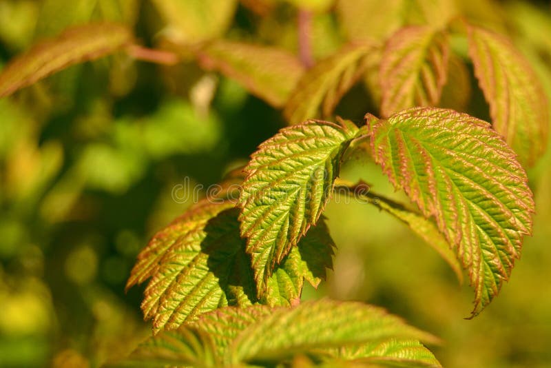 Reddening Autumn Raspberry Leaves, Selective Focus, Blurred Natural ...