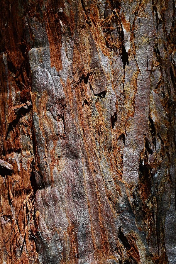 Sequoia wood 1 stock photo. Image of giant, vacation - 15817674