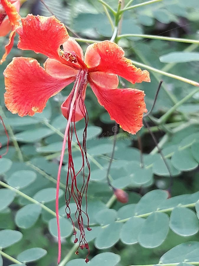 Reddish Flower stock photo. Image of nature, bloom, reddish - 105001686