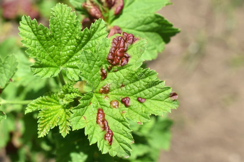 Reddish Blisters on Red Currant Leaves Caused by Aphids Stock Image ...