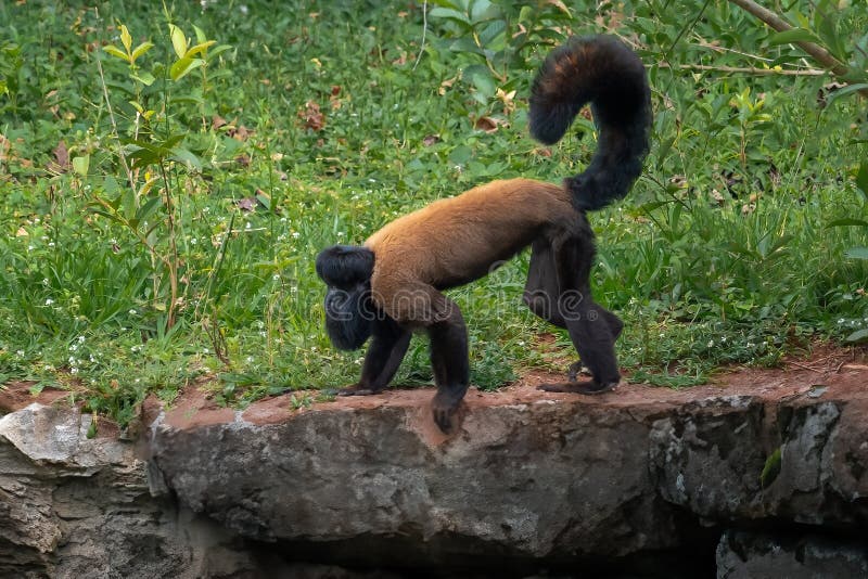 Reddish-brown Bearded Saki Monkey Stock Photo - Image of wild, brown ...