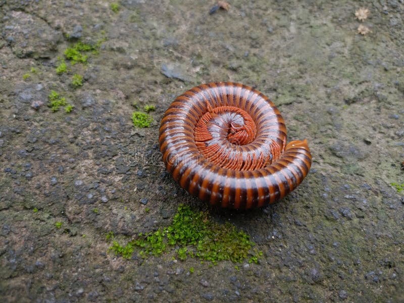 Centipede Coils Stock Photos - Free & Royalty-Free Stock Photos from ...