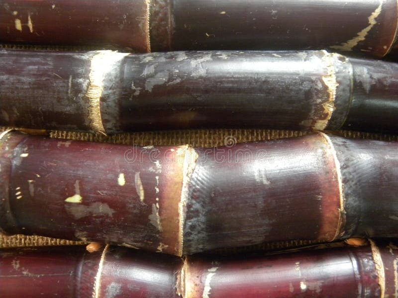 Sugar cane stems stock photo. Image of cooking, natural - 169513746
