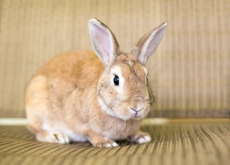 The Rabbit Crouching stock image. Image of lovely, nature - 96553803
