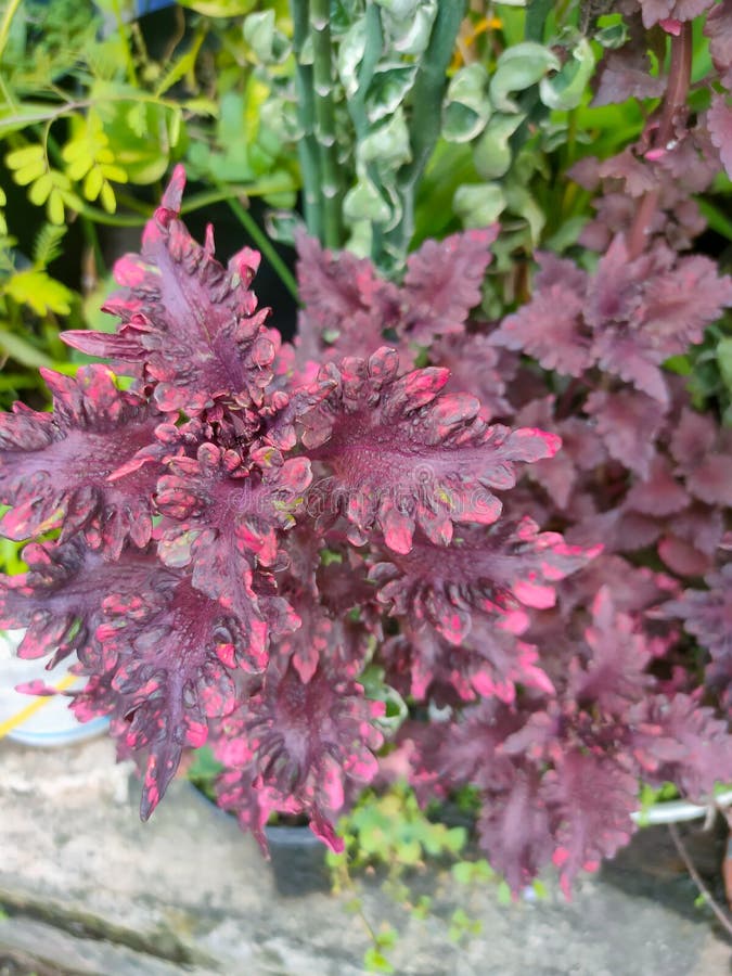 Reddish brown leaves stock image. Image of food, herb - 268997697