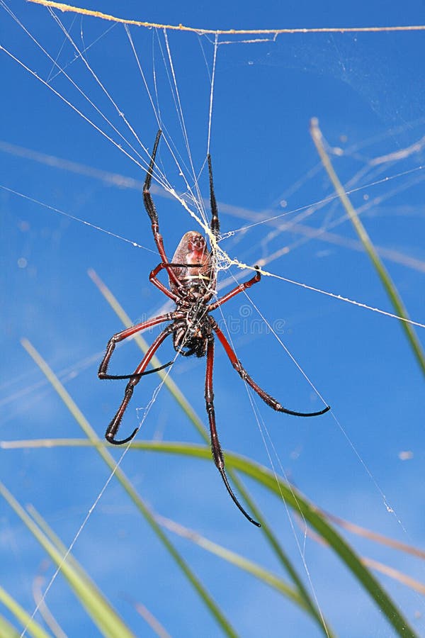 Reddish Brown Spider Against Blue Sky Stock Image - Image of fauna ...