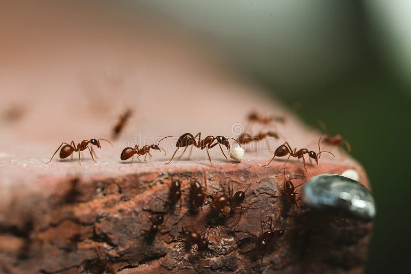 Reddish Surface Hosts Small Ants, with One Ant Carrying Object, Showing ...