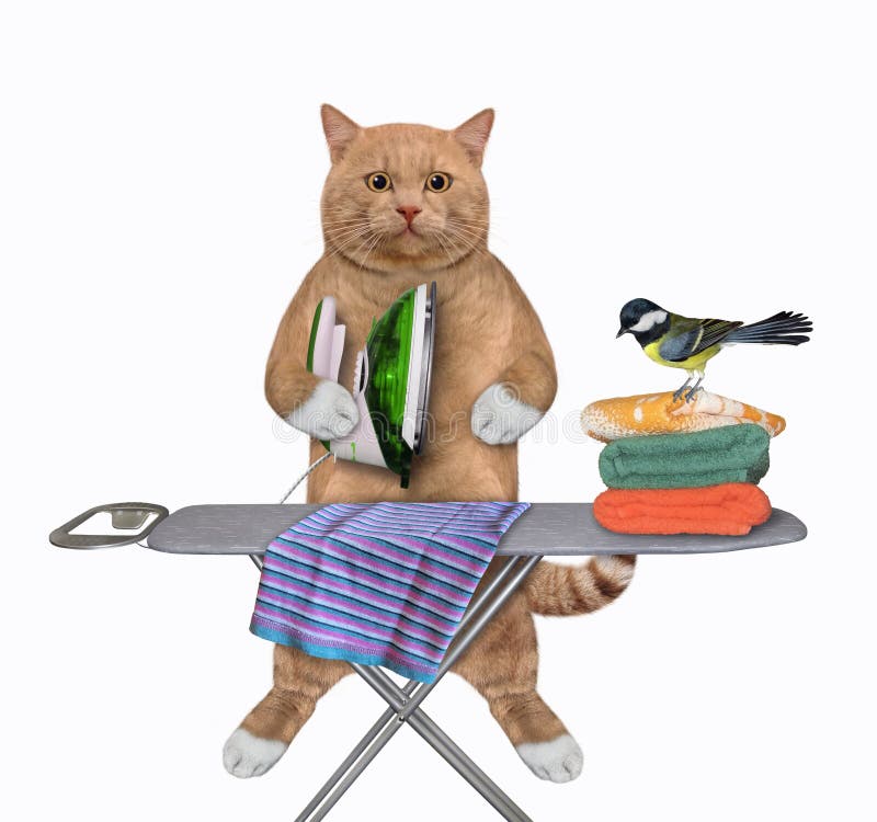 Cat Reddish Ironing on Board Stock Image - Image of positive, creative ...