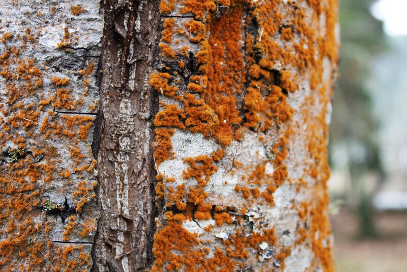 Old birch tree with fungus stock photo. Image of path - 55579592