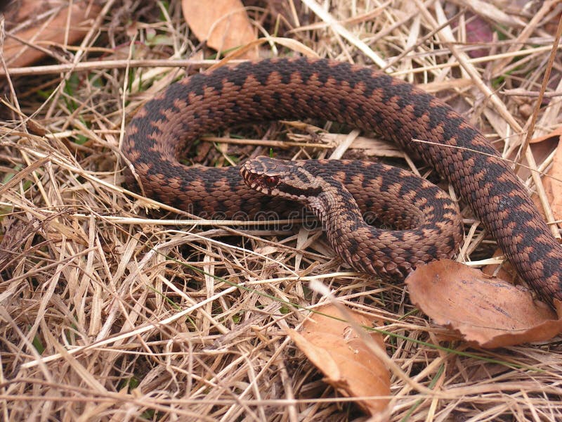 Common adder stock image. Image of altitude, life, animals - 31859003