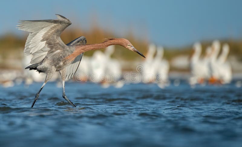 A Reddish Egret in Florida stock image. Image of nature - 168332179