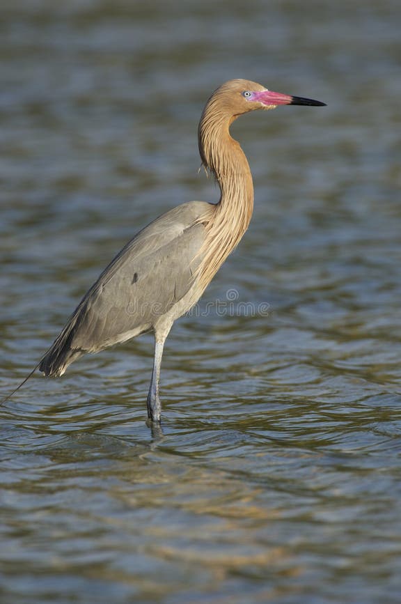 Reddish Egret, Egretta Rufescens Stock Photo - Image of water, colors ...