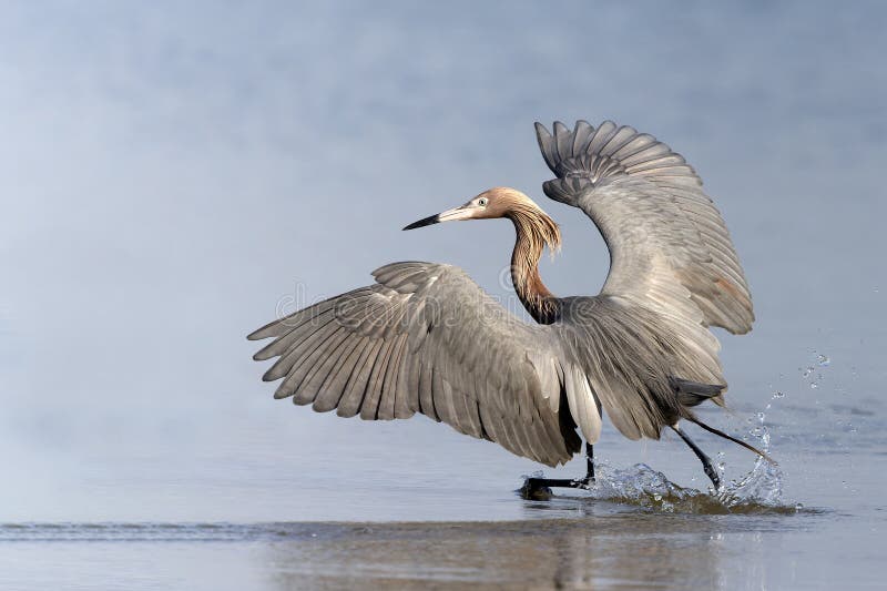 Reddish Egret "dancing" As it Forages for Fish in a Florida Lagoon ...