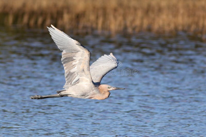 The Reddish Egret, Egretta Rufescens Stock Image - Image of center ...
