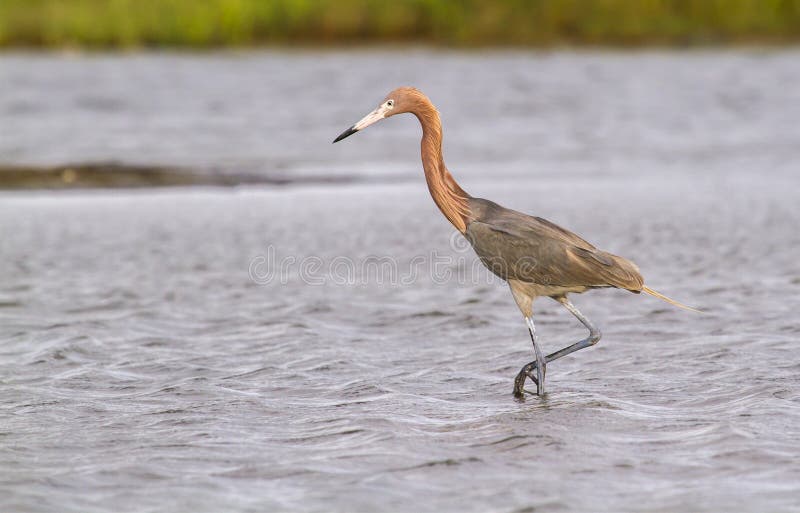 Reddish Egret (Egretta Rufescens). Stock Photo - Image of texas, heron ...