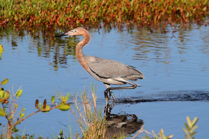 Reddish Egret (Egretta Rufescens) Stock Image - Image of egret, nature ...