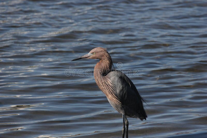 Reddish Egret (Egretta Rufescens) Stock Photo - Image of wild, avian ...