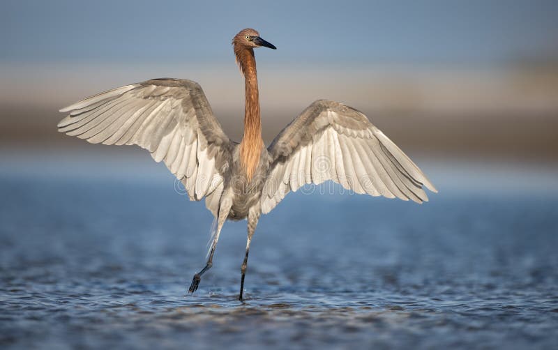 A Reddish Egret in Florida stock photo. Image of forest - 203915952