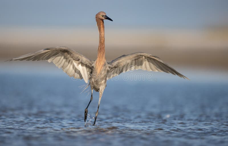 A Reddish Egret in Florida stock image. Image of jasper - 217127249