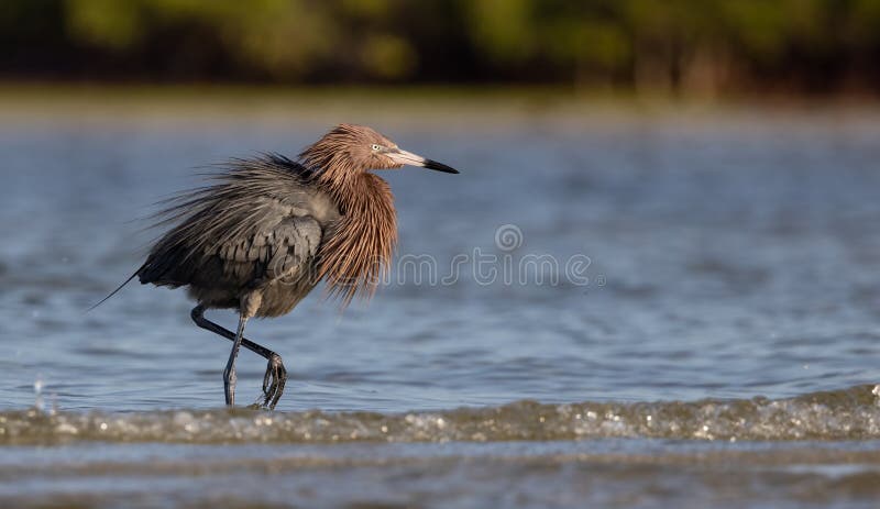 A Reddish Egret in Florida stock image. Image of carolina - 219231309